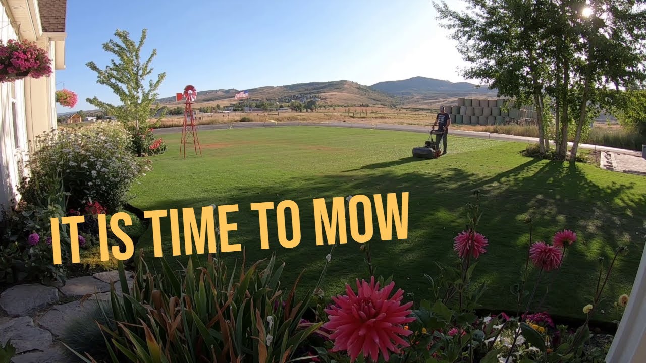 First mow on RENOVATED LAWN - YouTube