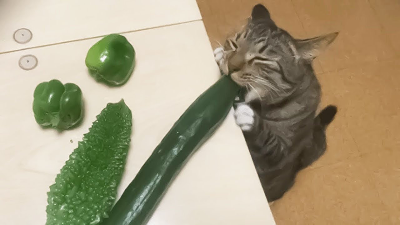 Hysterical Animal Reaction Moments. - YouTube