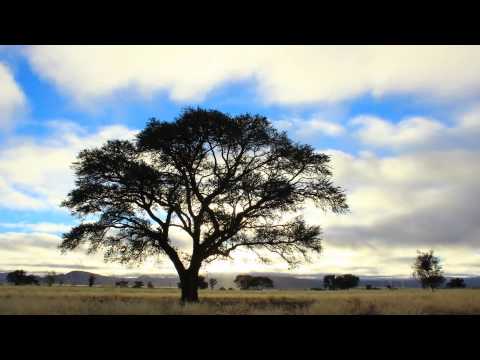 Misty morning camelthorn silhouette