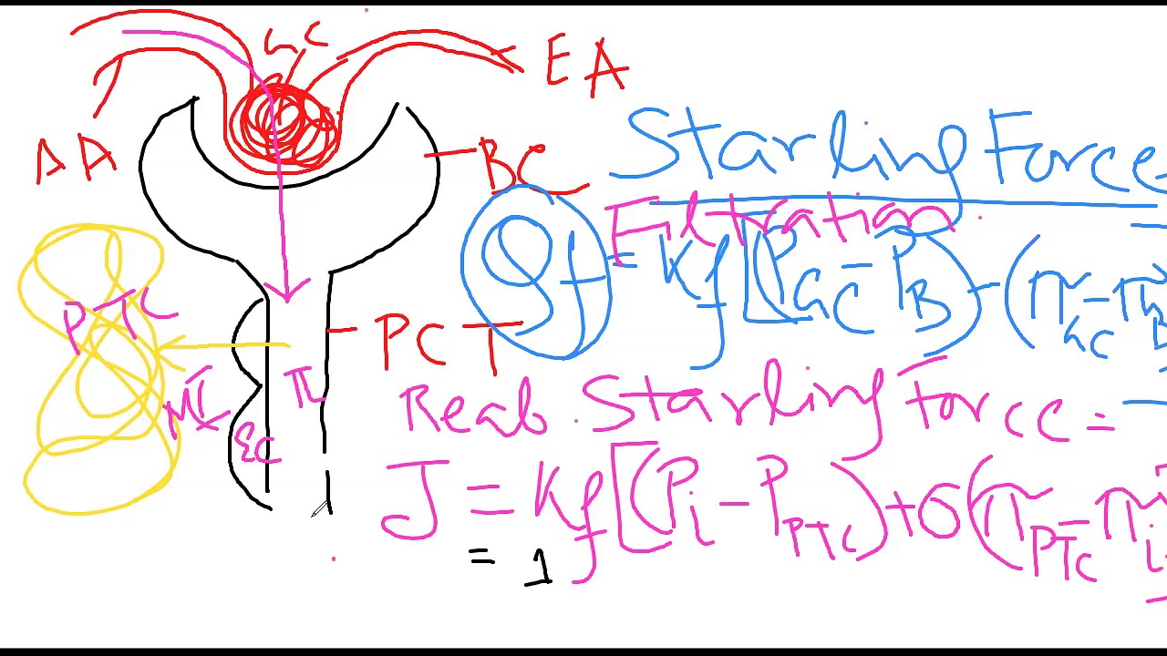 GLOMERULO -TUBULAR BALANCE (GTB): RENAL PHYSIOLOGY - YouTube
