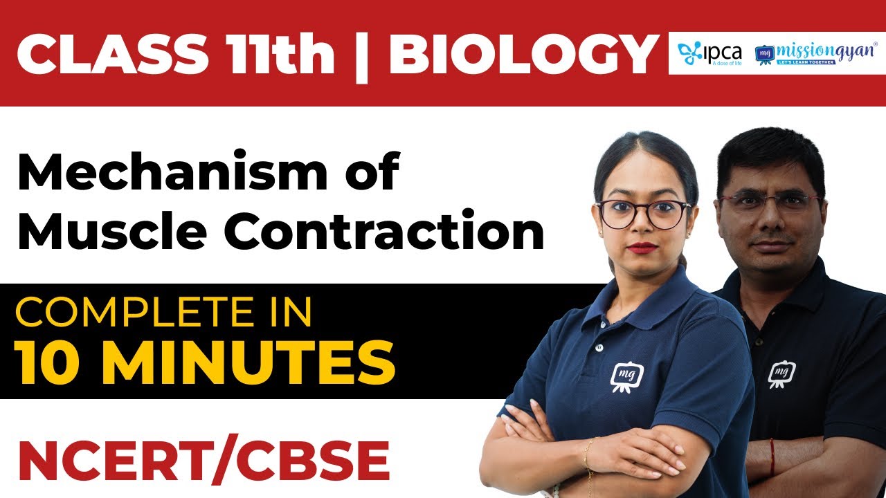 Mechanism of Muscle Contraction Class 11 | Class 11 Biology NCERT ...