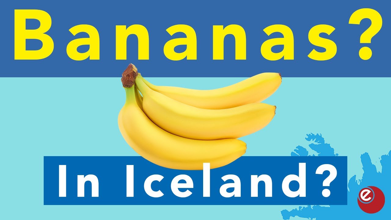 Bananas growing in Iceland? - YouTube