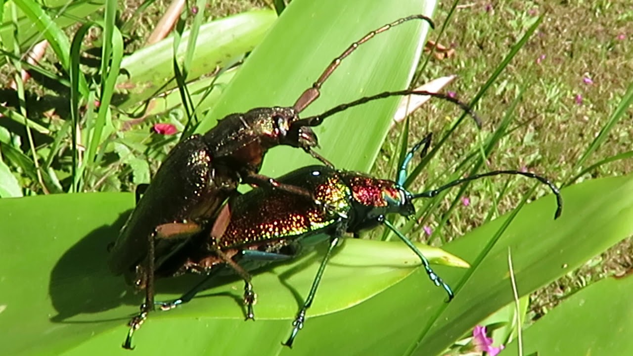 2018 03 Besouros Pyrodes nitidus acasalando PNTijuca - YouTube