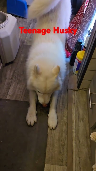 living with a teenage husky 🙄😂 #zordia #teenager #husky #timeout #talkingdog - YouTube