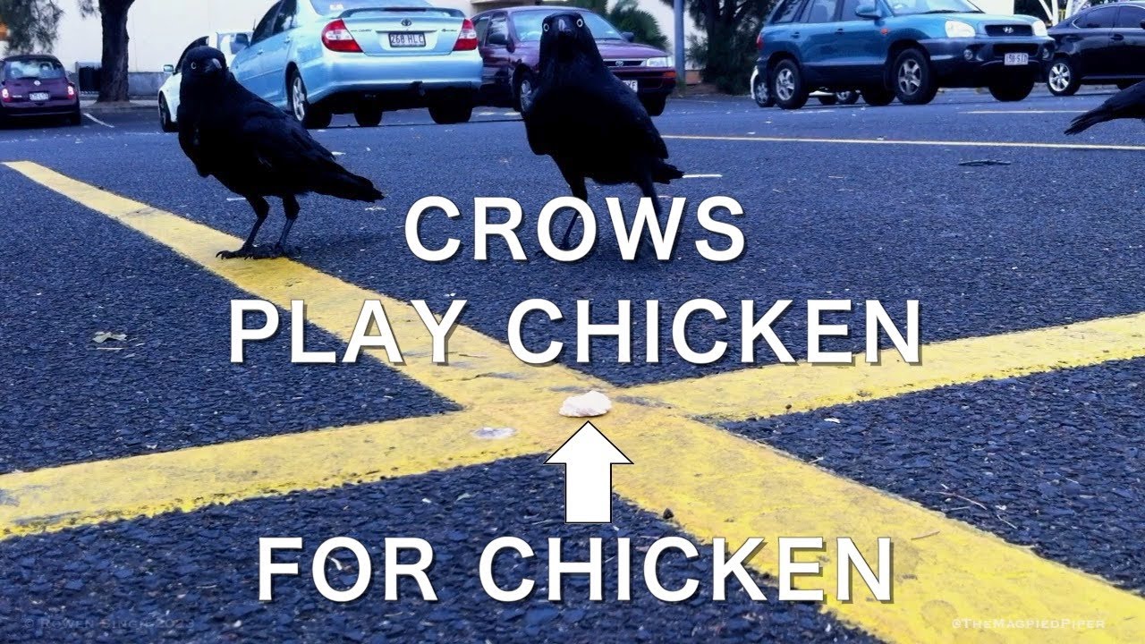 Crows Playing Chicken - YouTube