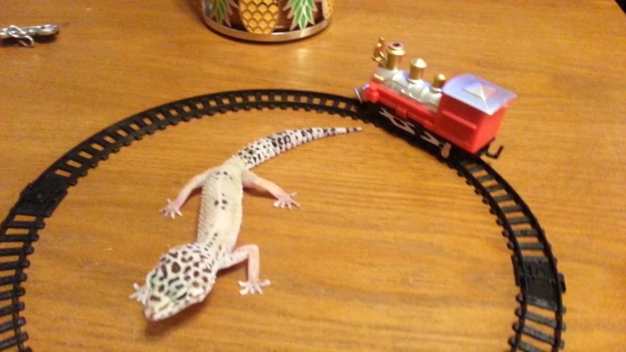 Gecko waiting at train station 🚂 - YouTube