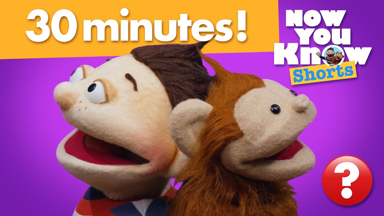 👀30 minutes of Now You Know Shorts!🧑🏻🐵 | Cartoons for Kids📺 - YouTube