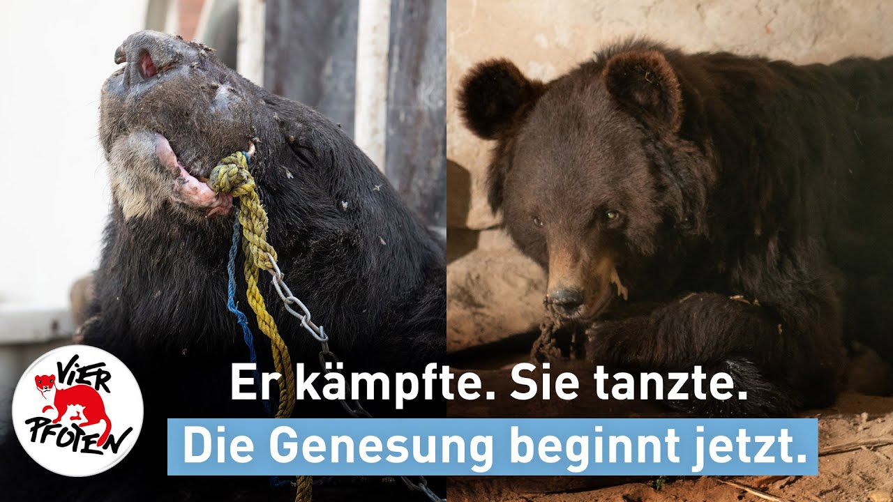 🐻 35 Brutale Kämpfe und unendliche Tänze: Die Geschichte von Rocky ...