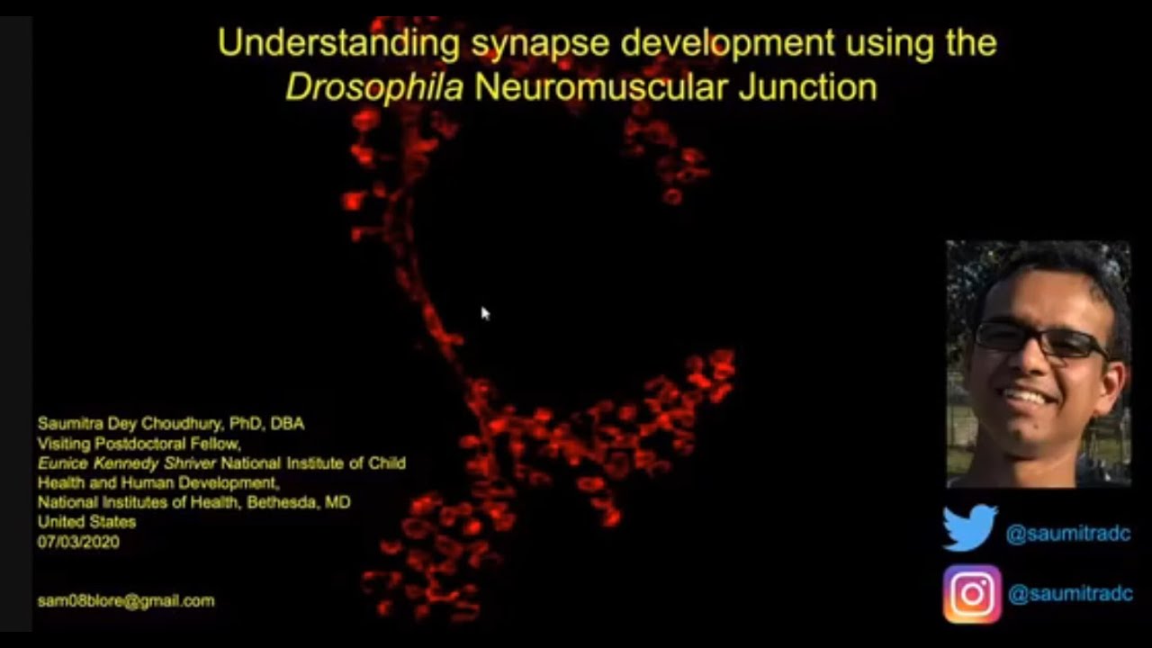 Understanding Synapse Development using the Drosophila Neuromuscular Junction (NMJ) @ IADC 2020 ...