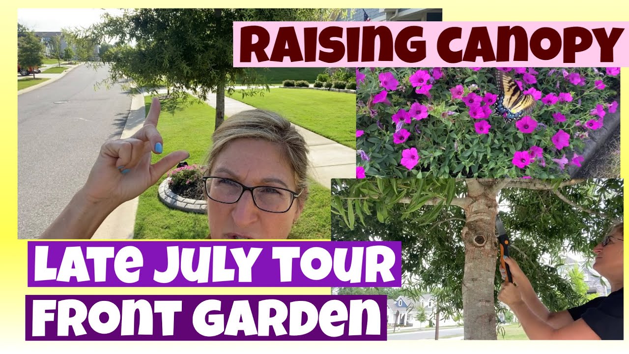 RAISING THE CANOPY ON WHITE OAK TREE AND LATE JULY TOUR OF FRONT FLOWER ...