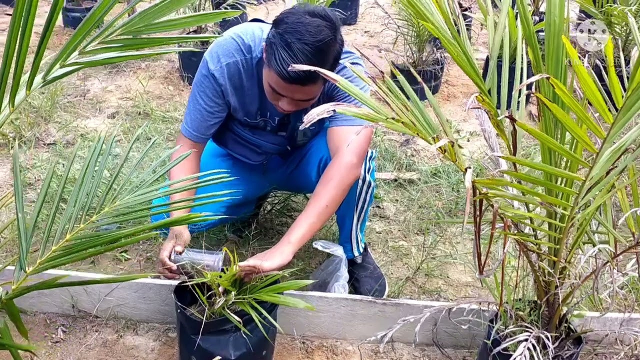 pengaplikasian kotoran burung walet dengan bibit kelapa sawit (main ...