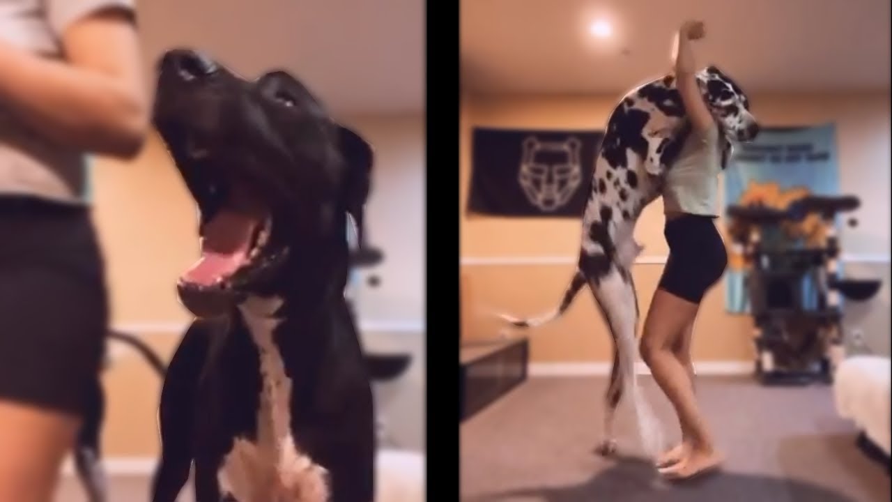 Huge Dog Can Dance - YouTube