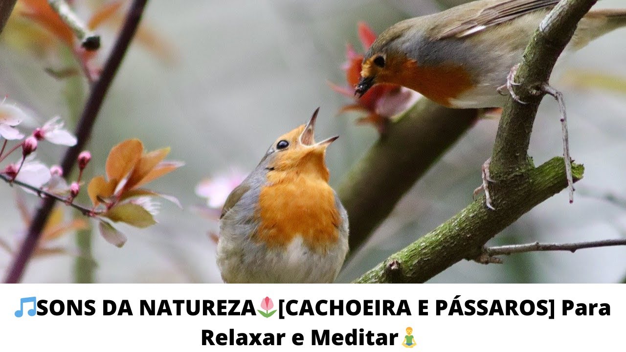 🎵SONS DA NATUREZA🌷[CACHOEIRA E PÁSSAROS] Para Relaxar e Meditar 🧘‍♂️ ...