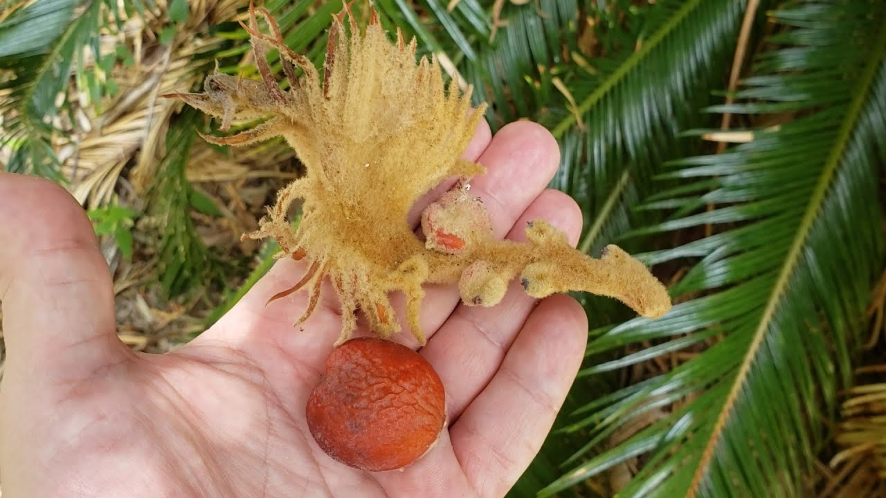 Female cycad resembles fern-like ancestors - YouTube