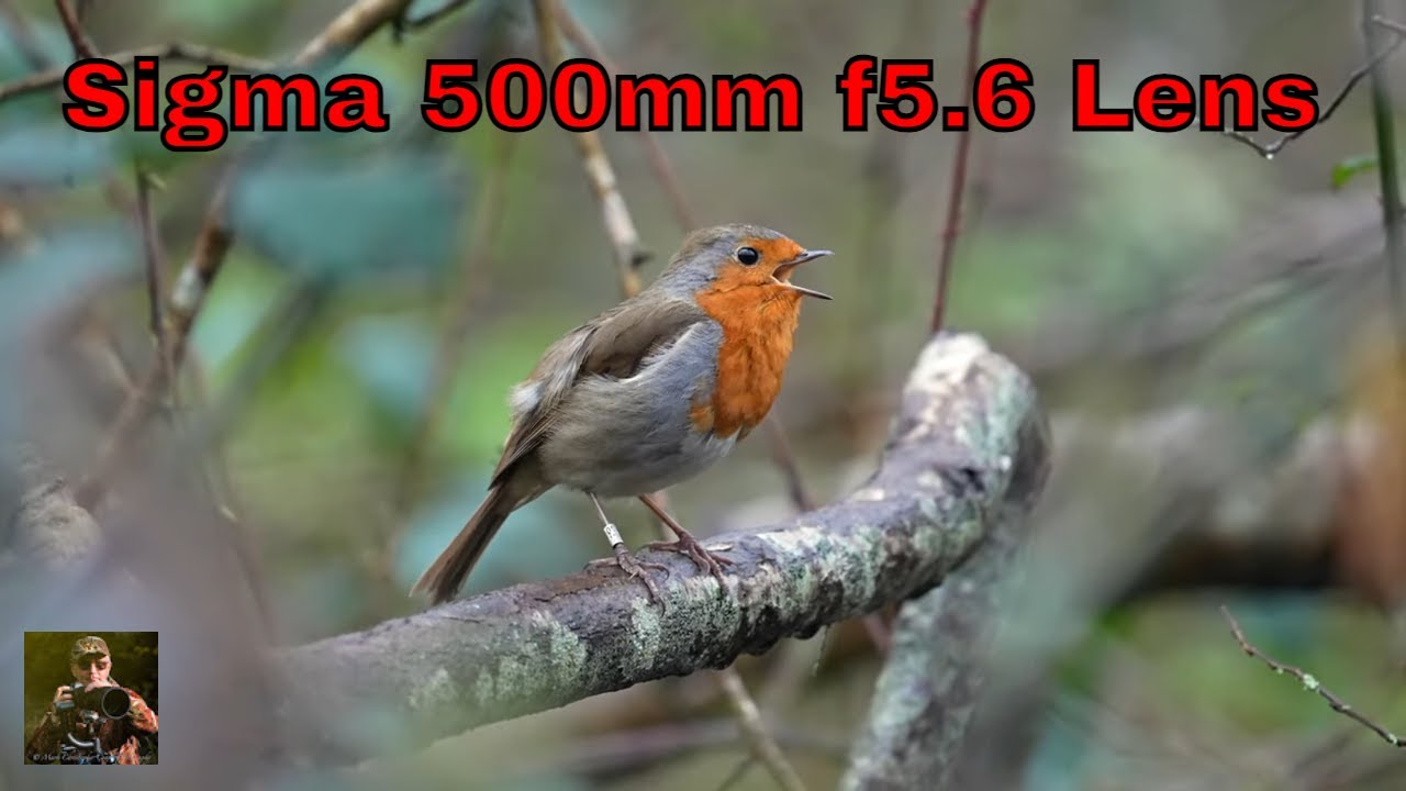 Testing Out The New Sigma 500mm F5.6 Lens With a Robin at Blashford ...