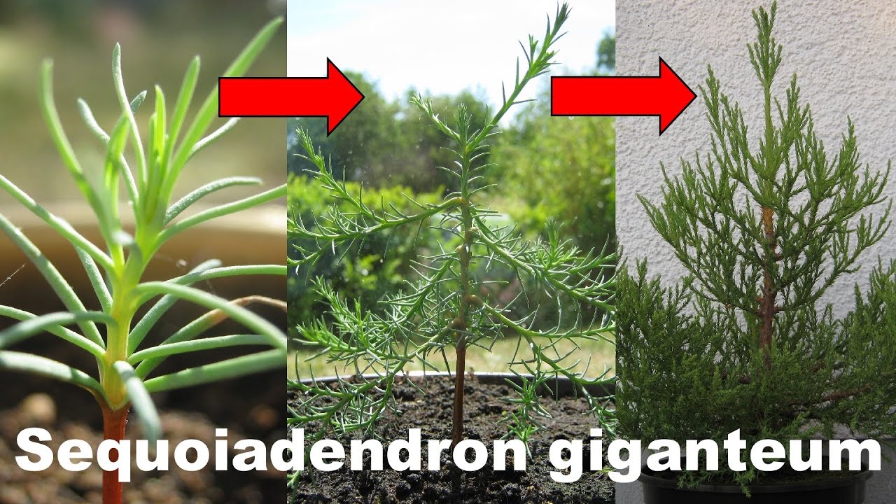 Giant Sequoia 2 year timelapse + 6 years later - YouTube