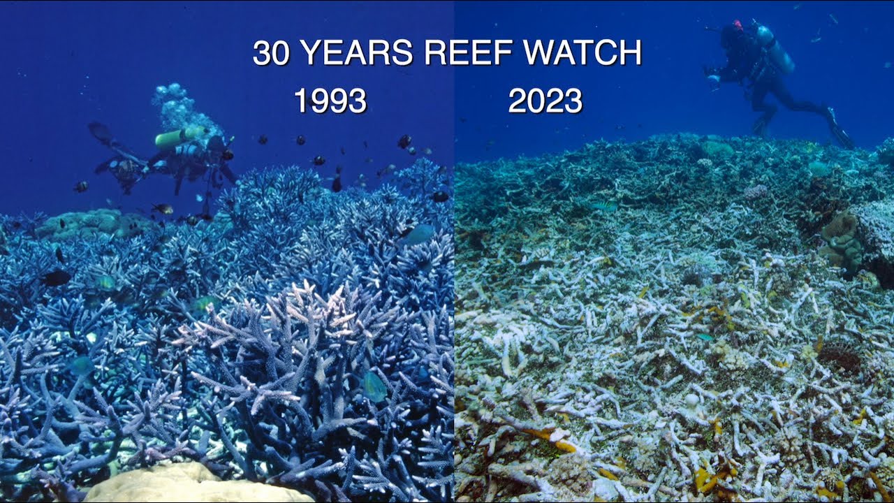 30 Years Reef Watch - YouTube
