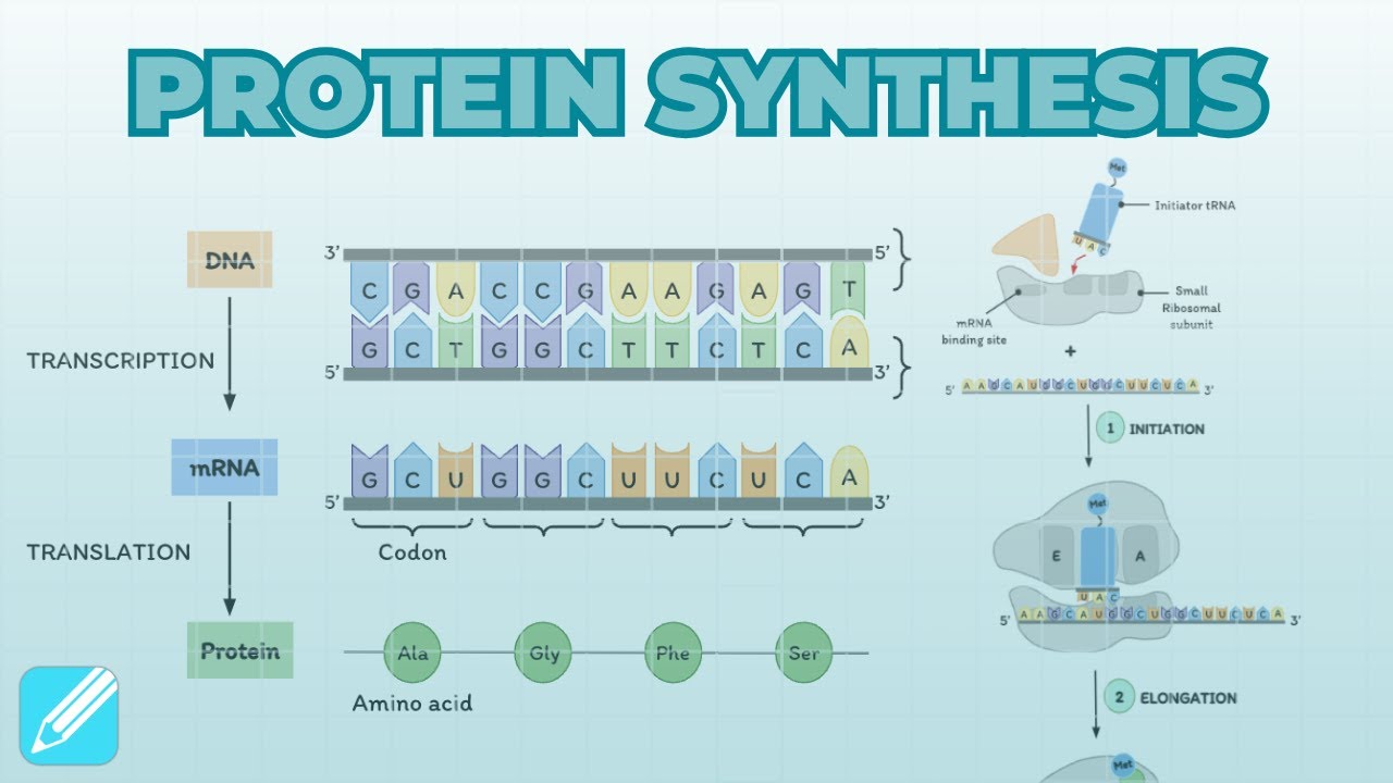 Protein Synthesis Transcription Protein Syn. Biology 101