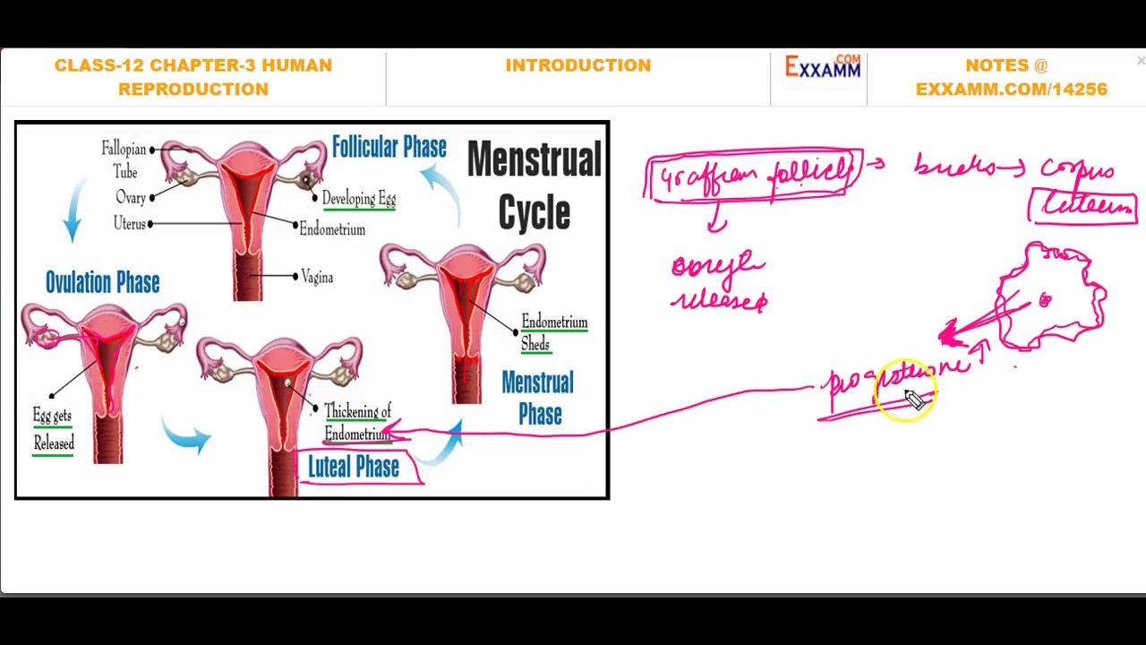 Menstrual Cycle|Class 12|Chapter 3|NCERT-Biology - YouTube
