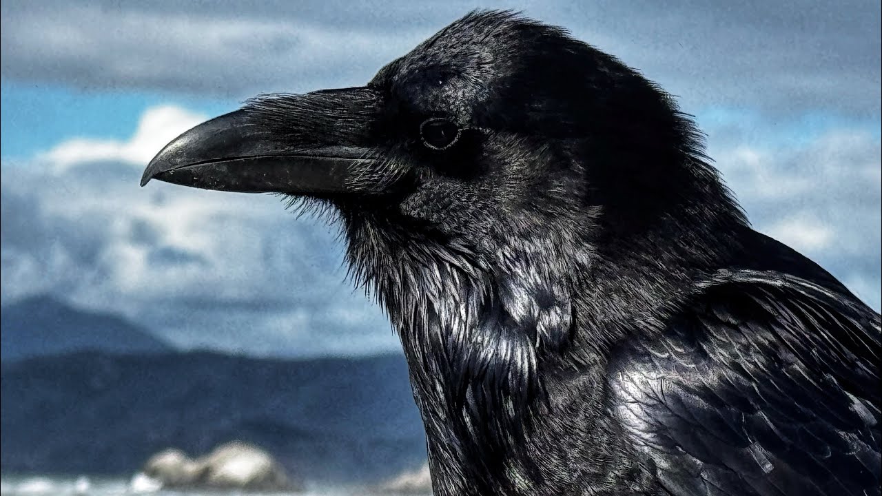 Ravens Ocean Beach , San Francisco #raven #birds #corvids #oceanbeach # ...