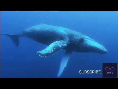Humpback Whales voice - YouTube