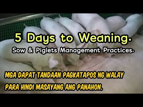 5 Days to Weaning (Sow & Piglets Management) - YouTube