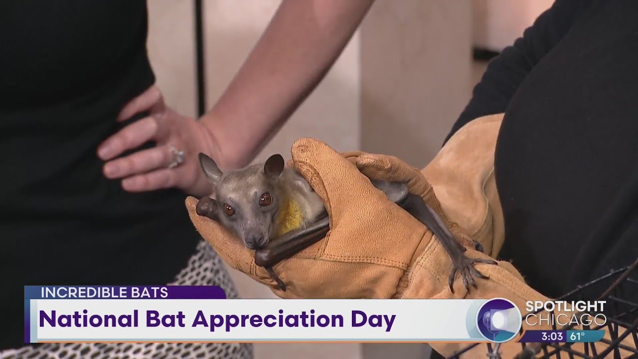 National Bat Appreciation Day - YouTube