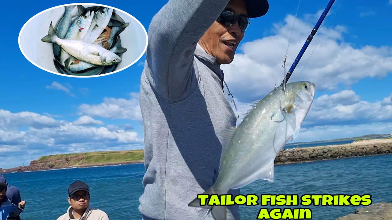 HEAPS OF TAILOR FISH AT WINDANG BEACH /EASTER LONG WEEKEND PICNIC ...