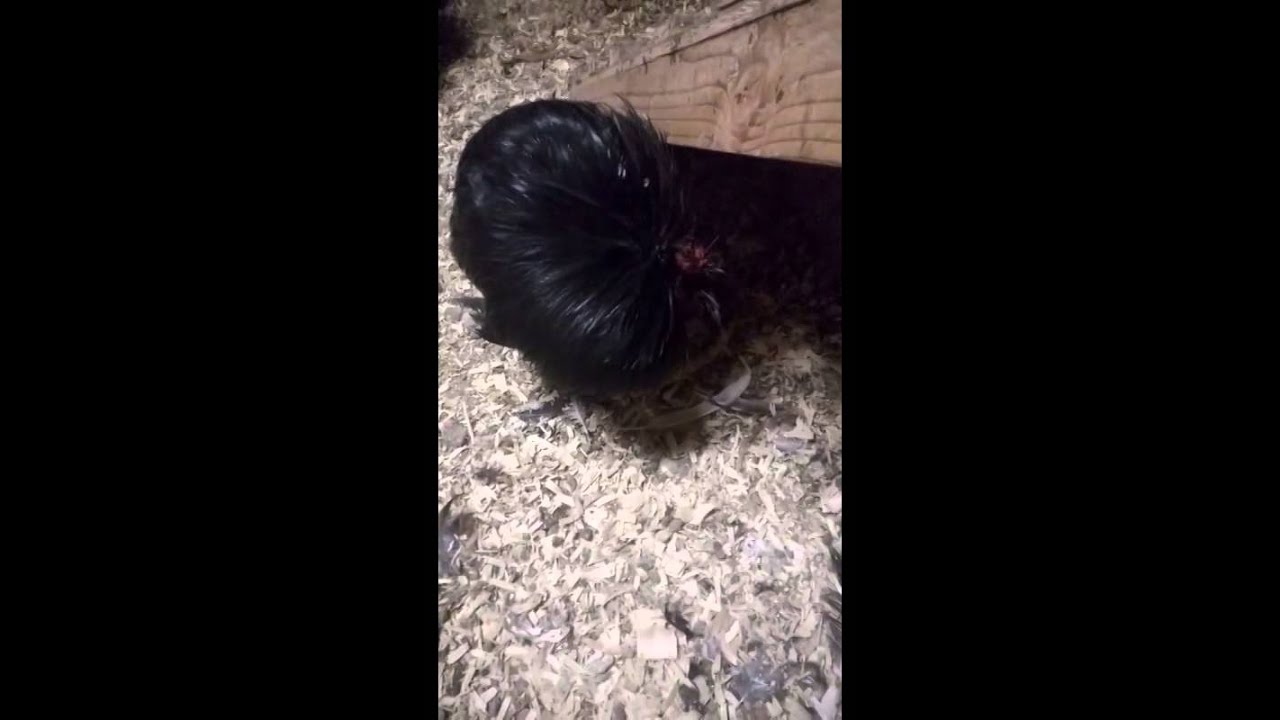 Headless Chicken Still Alive - YouTube