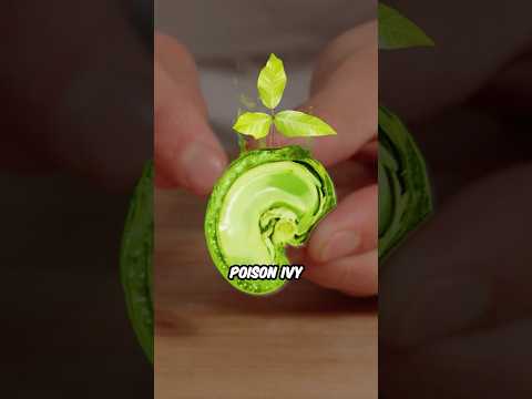 Cashewfrucht