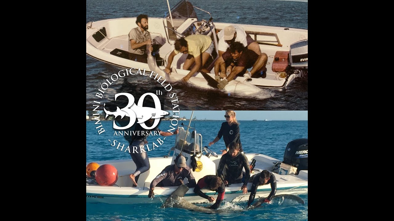 The History of The Shark Lab - YouTube