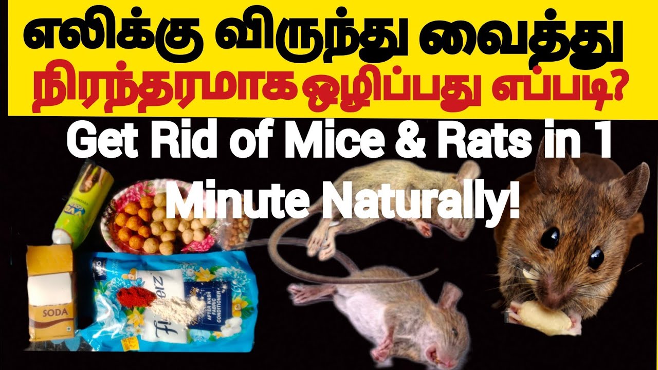 How to Get Rid of Mice & Rats in 1 Minute Naturally!100% Working ...