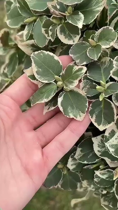 Dehnungsstreifen, let me change your mind - YouTube