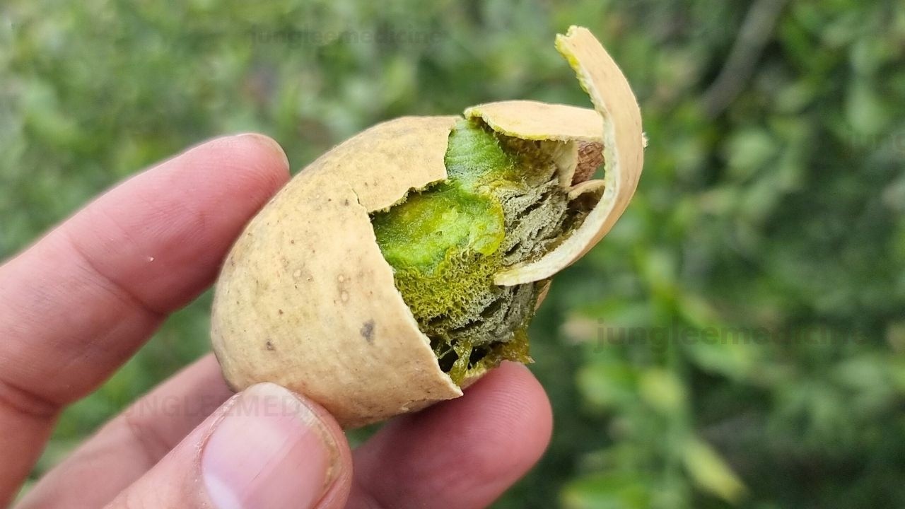 बडा चमत्कारी है यह जंगली फल , औषधीय गुणों से भरपूर, पेट के लिए तो ...