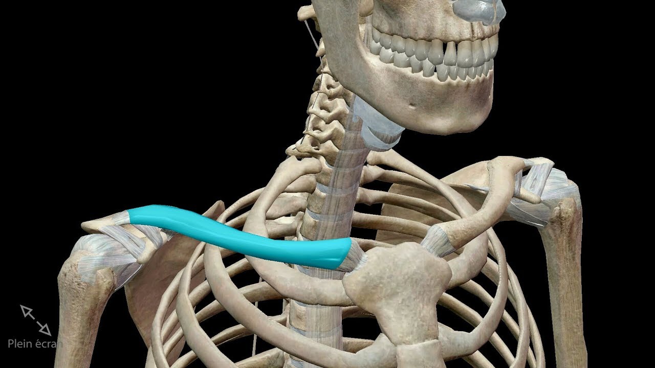 La clavicule - 2ème partie - YouTube