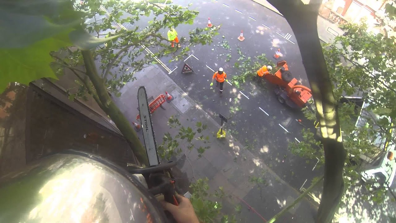 Arborist T&R Trees removing branch touching building - YouTube