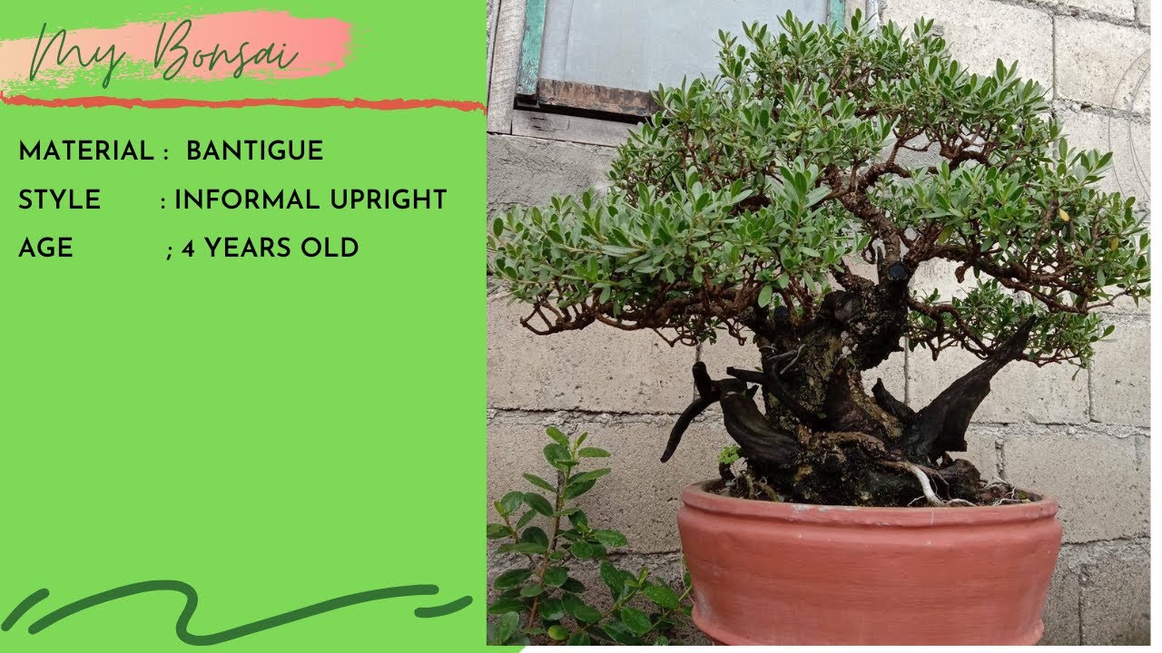 INFORMAL UPRIGHT BONSAI STYLE BANTIGUE Four years in Training - Pag ...