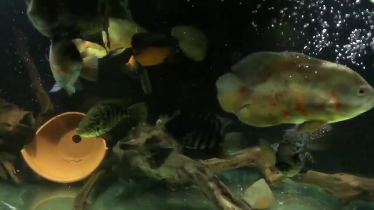 Monsters in slow motion - YouTube