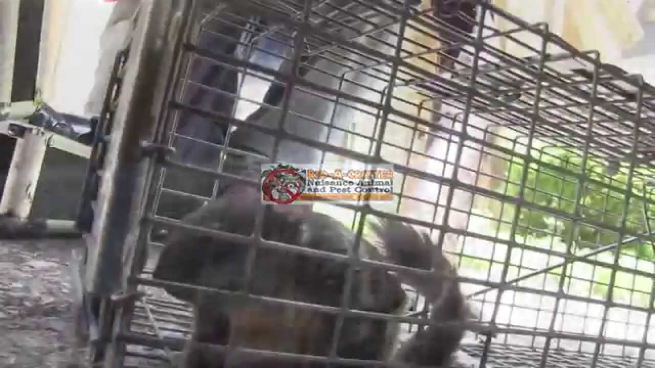 Flying Squirrel Removal - YouTube
