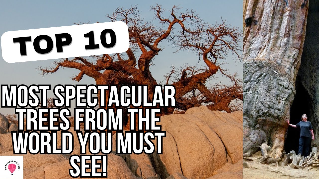 10 Most Spectacular Trees from the world You Must See! - YouTube