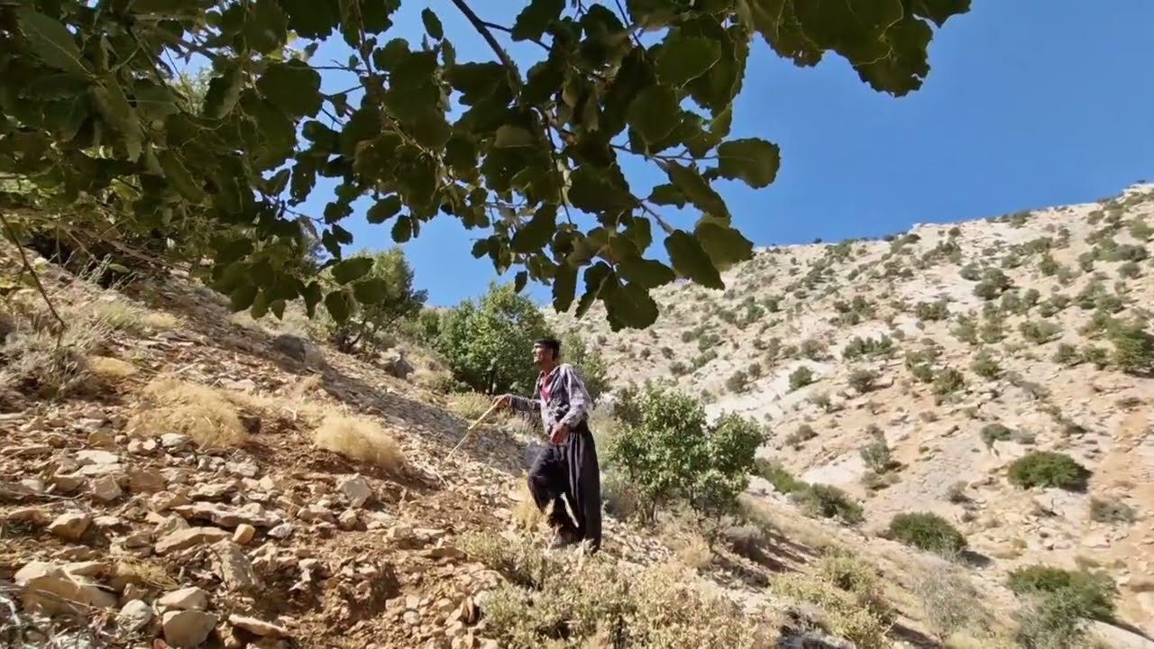 Destiny in the mountains: the amazing rescue of the nomadic girl of ...