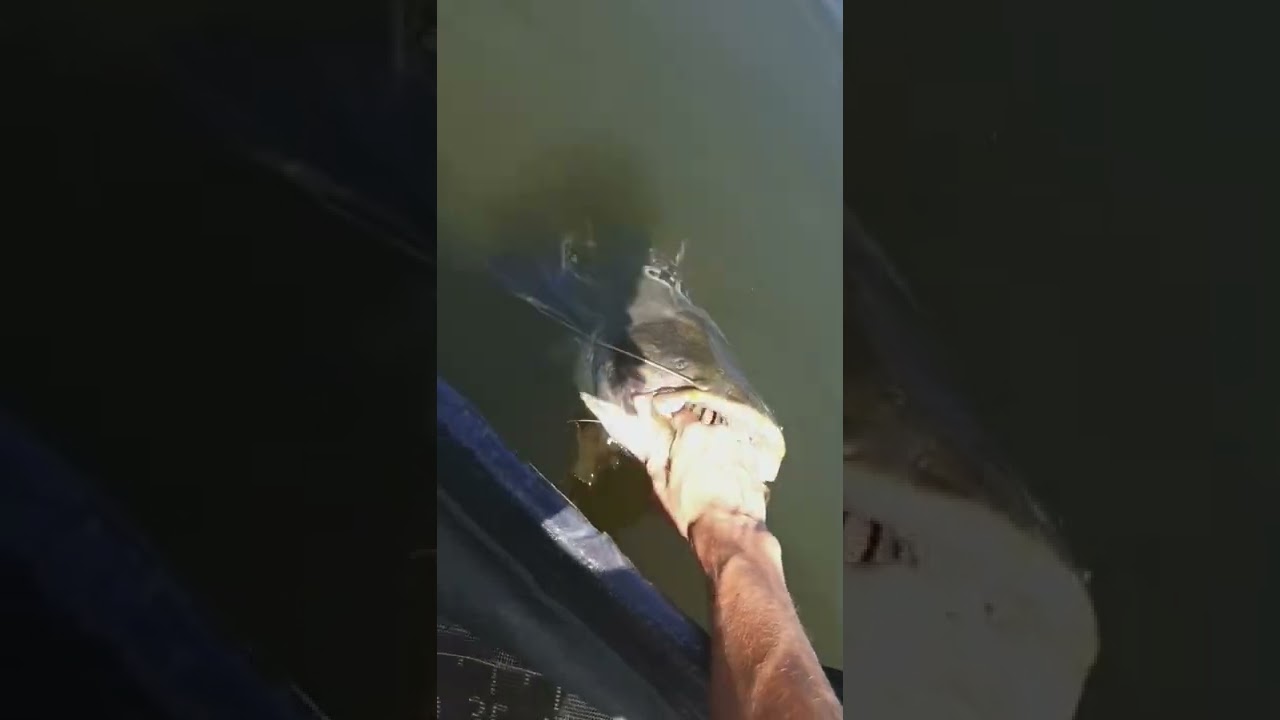 un petit bébé silure ! #pêche #shorts #silure #bigfish #poisson - YouTube