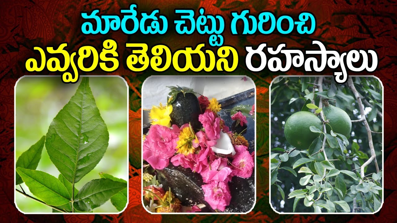 మారేడు చెట్టు గురించి ఎవ్వరికి తెలియని రహస్యాలు | Benefits of Maredu ...
