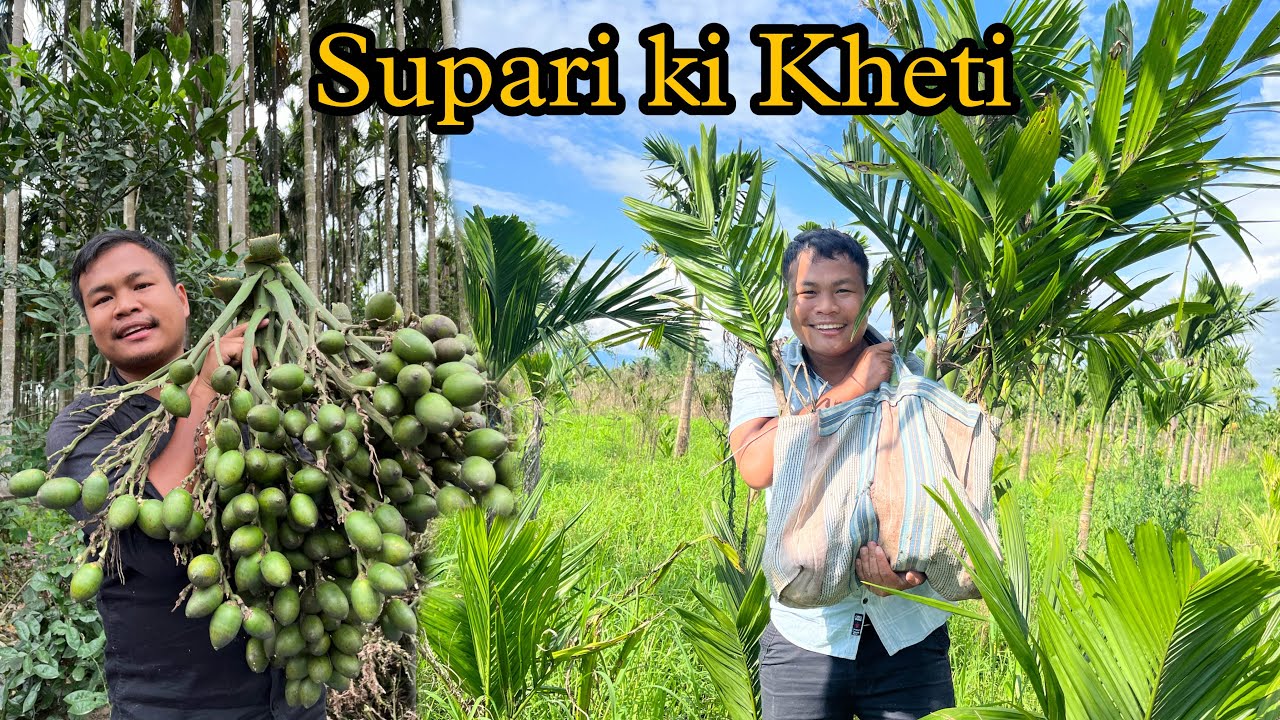 Planting Areca Nut ( Supari ) plant in Village | Supari ki kheti ...