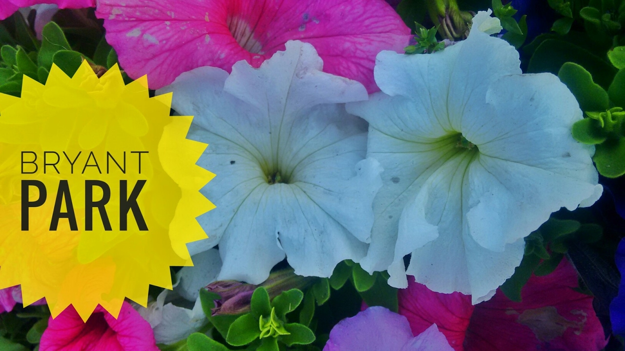 beautiful flowers at bryant park in kodaikanal - YouTube