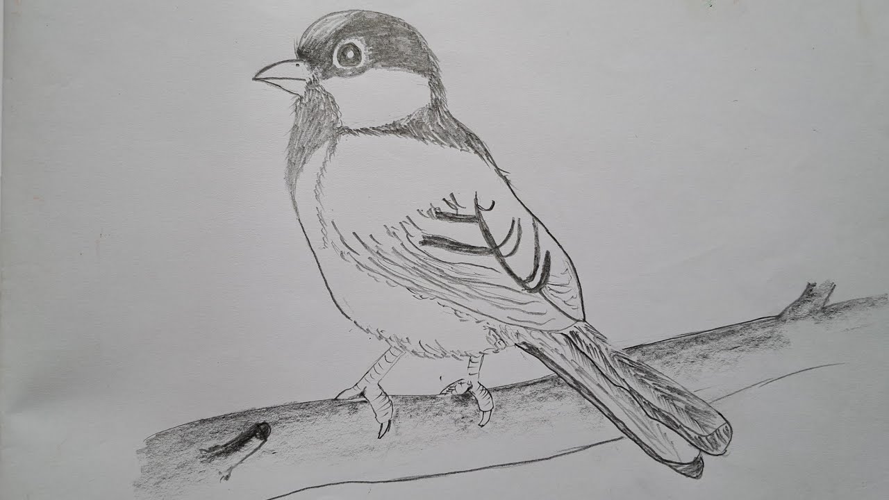 how to draw Bird. chidiya drawing video. hand drawn by ajirul. - YouTube