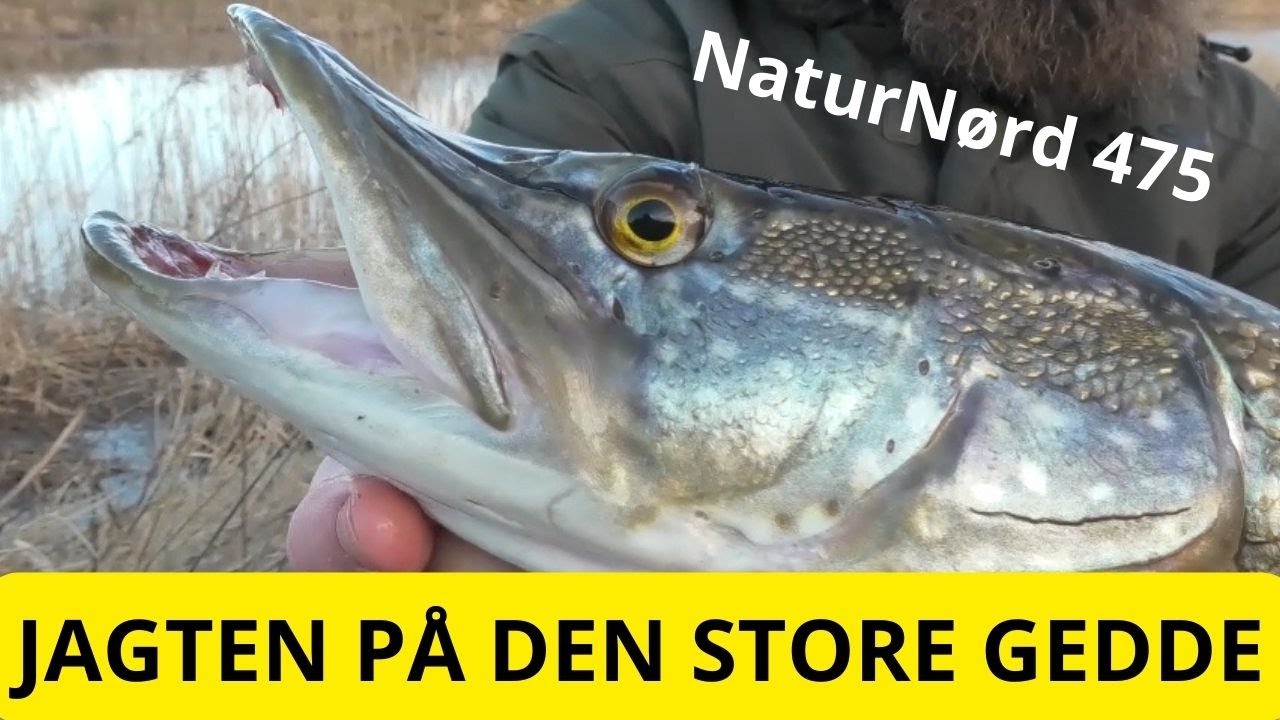 VINTER FISKERI EFTER DE STORE GEDDER. - YouTube