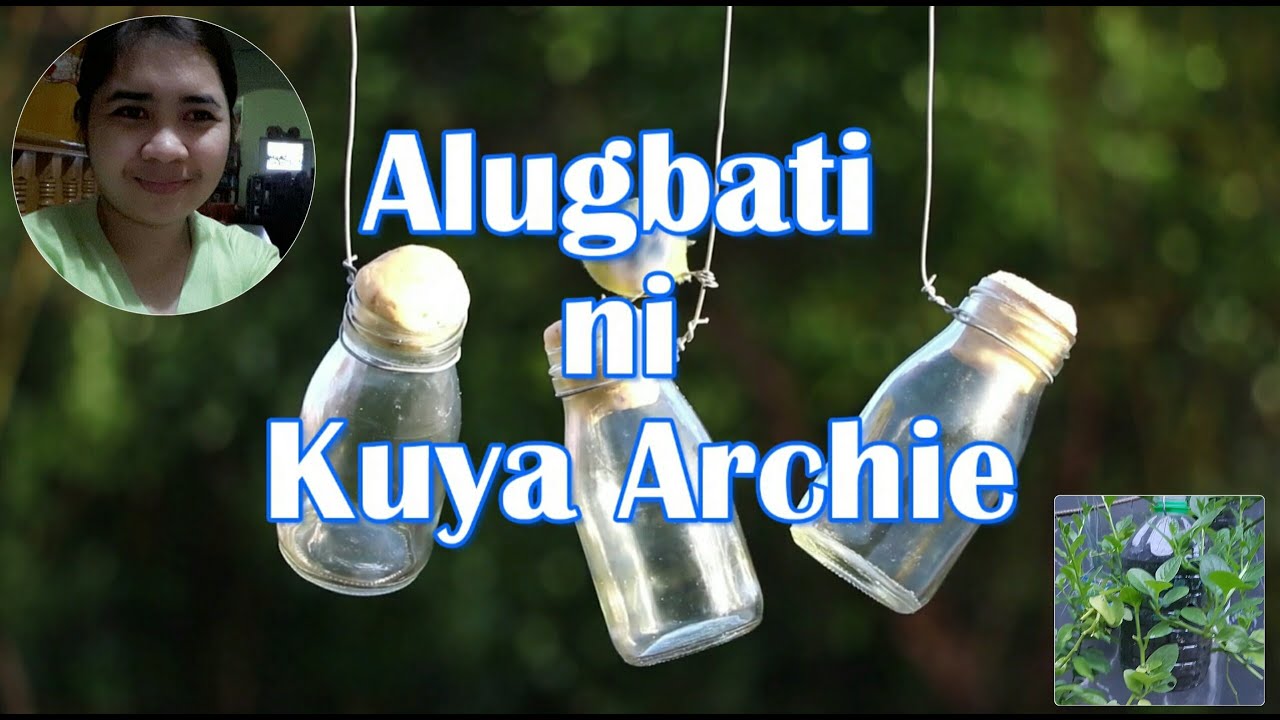 ALUGBATI PLANTING/ HANGING ALUGBATI / ALUGBATI FARMING/ HANGING SPINACH ...
