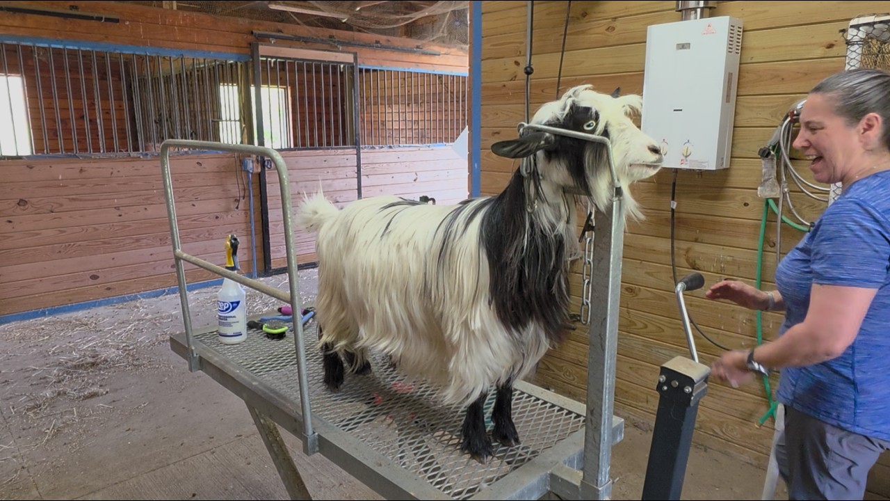 Grooming the Easiest Goat on the Farm - YouTube