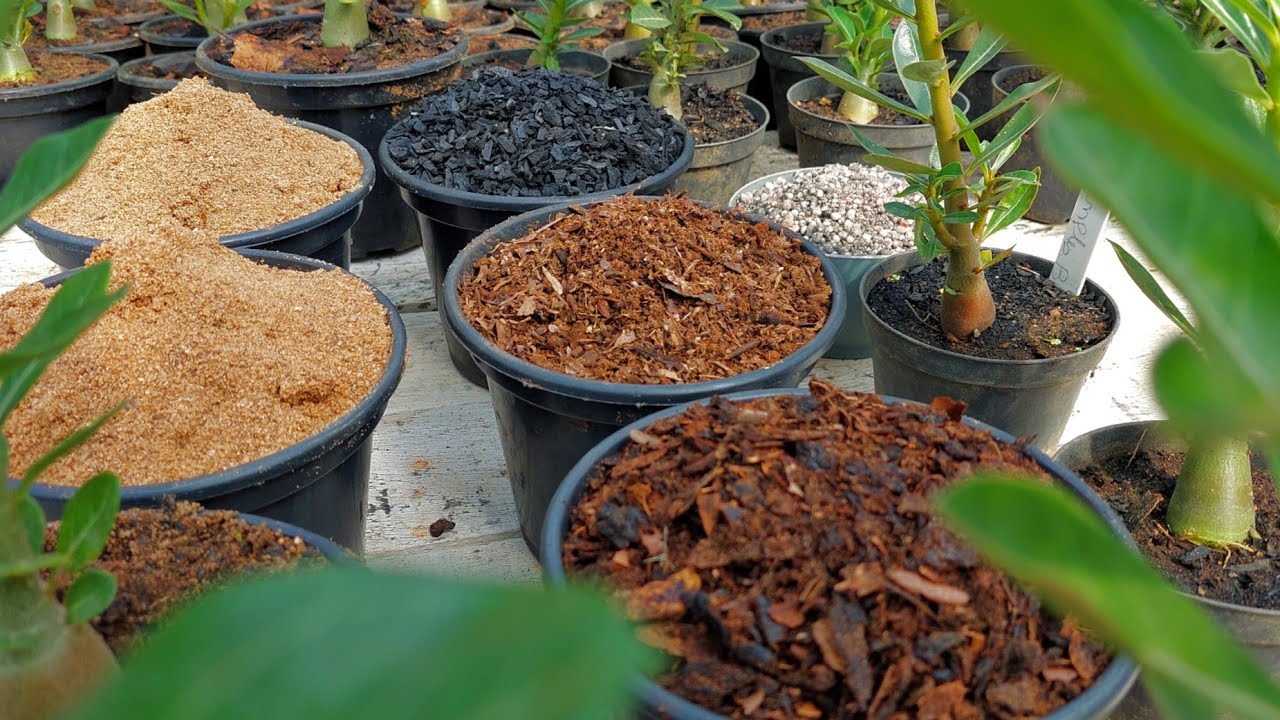 ROSAS DO DESERTO: SUBSTRATO E ADUBAÇÃO PRA MUDAS PASSO A PASSO - YouTube